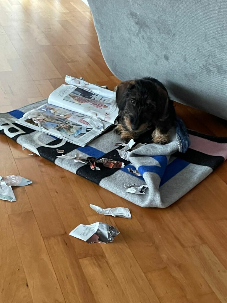 Merle Perle AAA | Teckel vom Caraberg